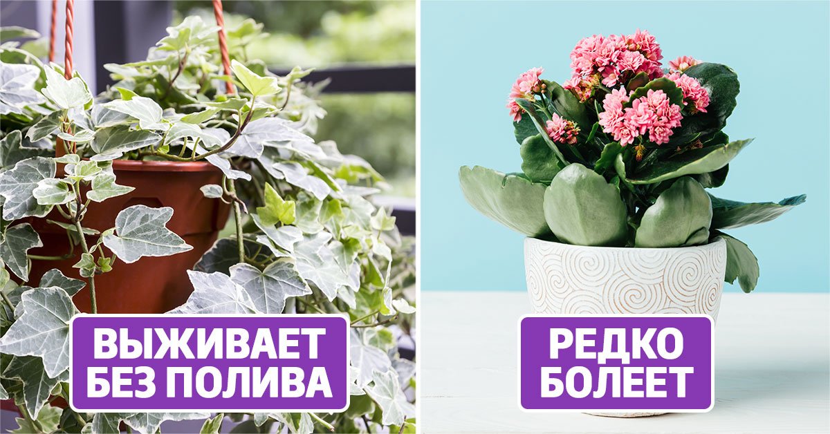 Неприхотливые растения, ухаживать за которыми проще простого