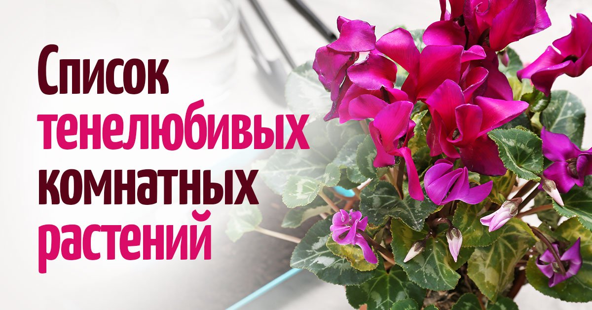 Тенелюбивые комнатные растения: неприхотливые в уходе